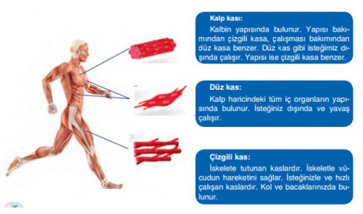 Kas Türleri Nelerdir?